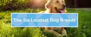 The Six Loudest Dog Breeds | Soundproof Cow